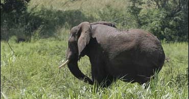 Peace Lures Wildlife Back to South Sudan - CBS News