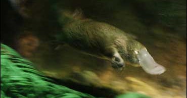 Mapping The Odd Genes Of The Platypus - CBS News