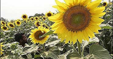 Sunflower DNA Map Could Be Key to Fuel - CBS News