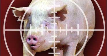 PETA Up In Arms Over Army Shooting Pigs - CBS News
