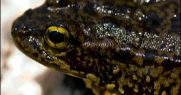 "Perfect Storm" Killing Earth's Frogs - CBS News