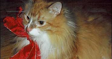 Hung Jury Declared In Cat Killer Trial - CBS News