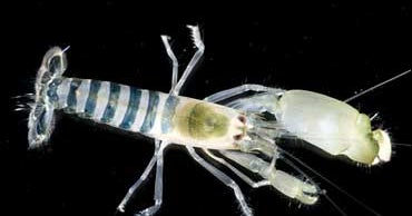 Hundreds Of New Marine Species Discovered - CBS News