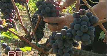 Antinori: Keeping It All In The Family - CBS News