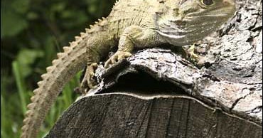 Prehistoric-Aged Reptile Found Breeding - CBS News