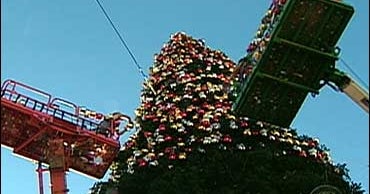 Meet The First Family Of Christmas Trees - CBS News