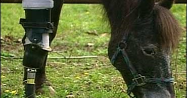 The Little Three-Legged Pony That Could - CBS News