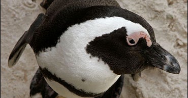 South Africa's Penguins In Peril
