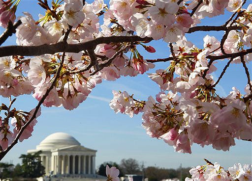 Washington In Bloom