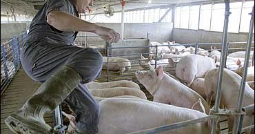 Hog Farmers On Their Own To Monitor Virus - CBS News