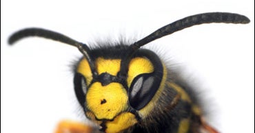 Radioactive Wasp Nests Hamper Site Cleanup - CBS News