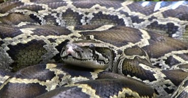 Florida's Python Plague Spreading North? - CBS News