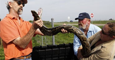 Python Hunt Under Way in Fla. Everglades - CBS News