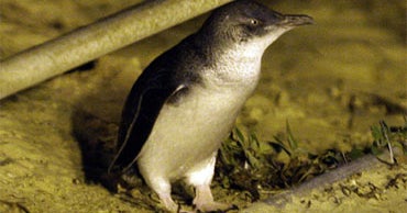 Mysterious Penguin Killings Vex Australia - CBS News