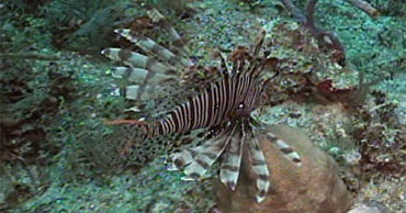 Lionfish: Small Fish, Big Bully - CBS News