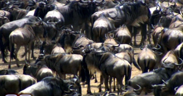 The Great Migration - CBS News
