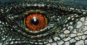 17,000 Species Face Extinction, Group Says - CBS News