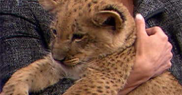 Baby Animals on "The Early Show" - CBS News