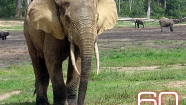 Elephants can tell one language from another - CBS News