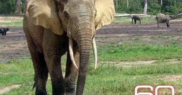 The Secret Language of Elephants - CBS News