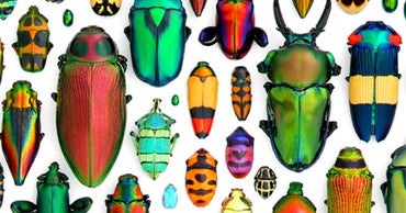 Beetlemania - CBS News