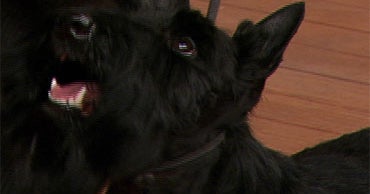Sadie's Swagger Day After Westminster Win - CBS News