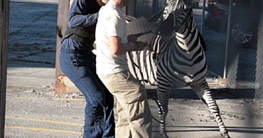 Police Capture Escaped Zebra in Atlanta - CBS News