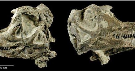 New Species Of Dinosaur Found - CBS News