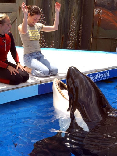 Dawn Brancheau SeaWorld Trainer Killed