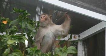 Most Wanted: Fugitive Monkey on the Loose, Facebook Fans Say "Keep ...