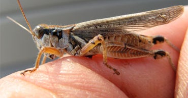 Grasshopper Invasion Looms for Farmers - CBS News