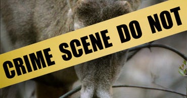 Police arrest Colorado man accused of shooting a foam deer - CBS News