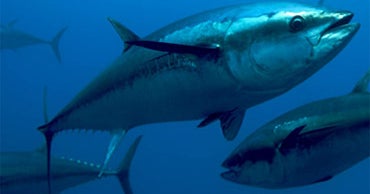 40 Mediterranean fish species could vanish - CBS News