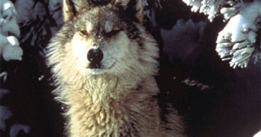 Federal Judge Blocks Alaska's Wolf-Kill Plan - CBS News