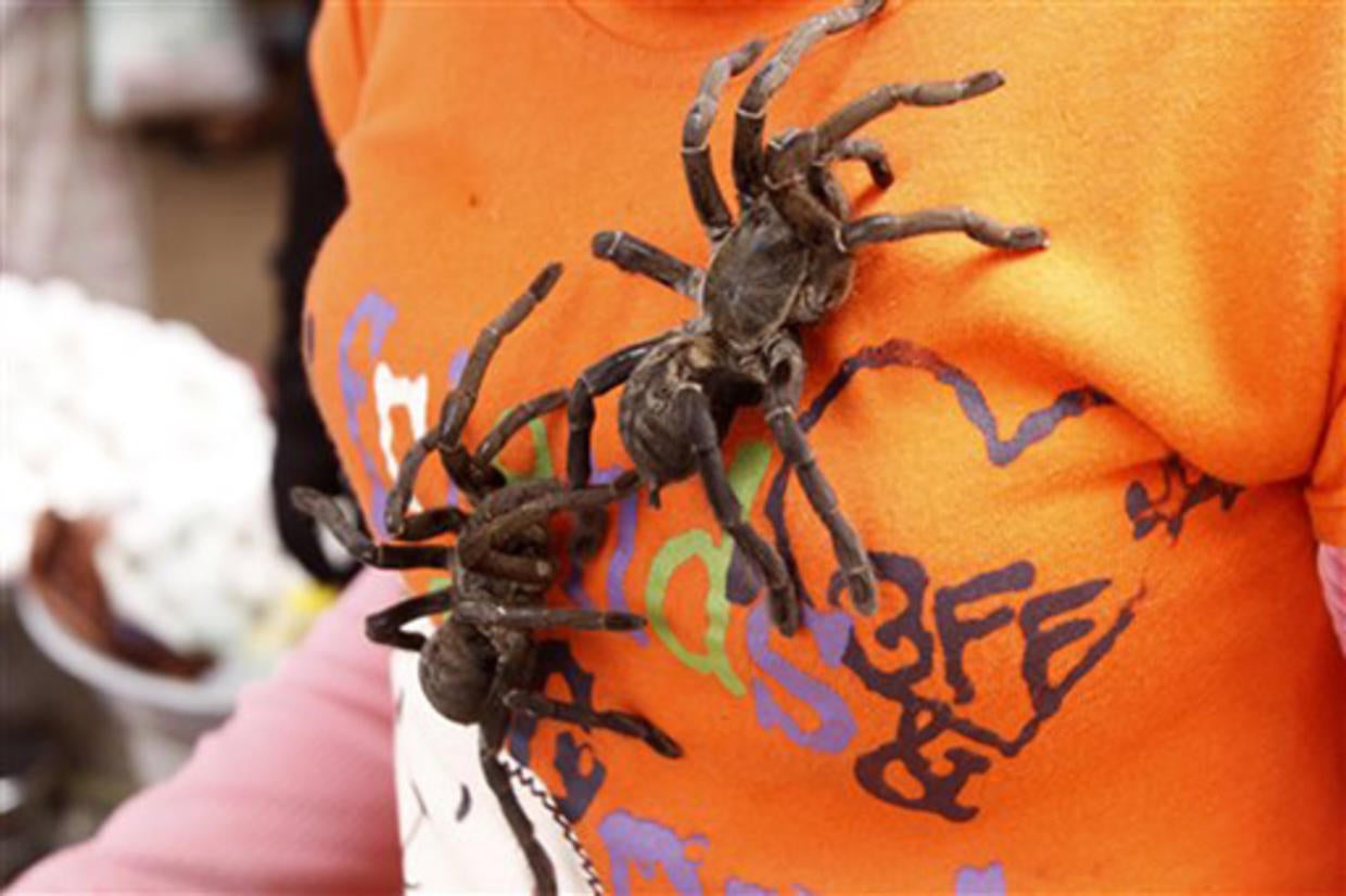 Cambodian Tasty Treat: Deep-Fried Spiders