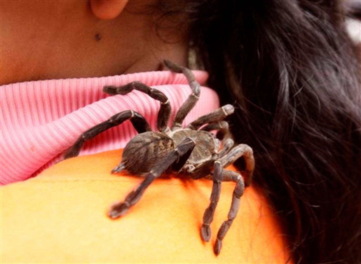 Cambodian Tasty Treat: Deep-Fried Spiders