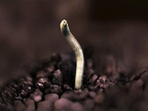 10 Most Terrifying Parasites Ever