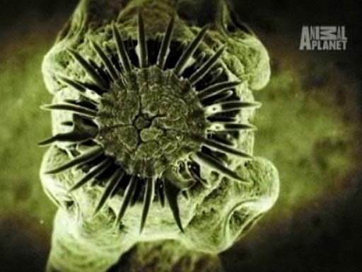 10 Most Terrifying Parasites Ever