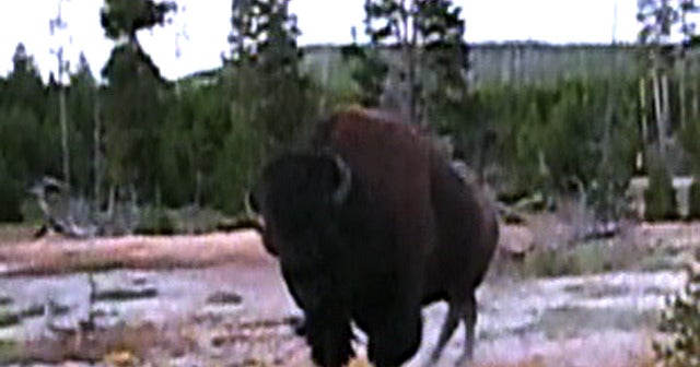 Caught On Tape: Bison Attacks Tourists at Yellowstone - CBS News