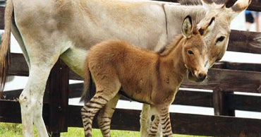 Zedonk! (It's A Donkey-Zebra Hybrid Baby) - CBS News