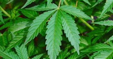 Crop Report: Idaho Farmer Grows $628,000 of Marijuana, And Some Corn ...