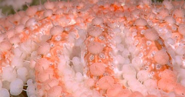 NOAA Sub Captures Images of Brilliant Sea Life - CBS News