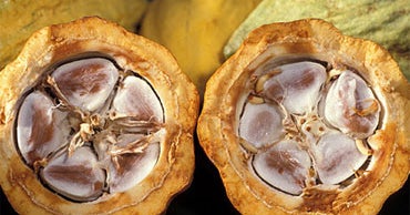 Sweet Science: Cacao Genome Map Completed - CBS News