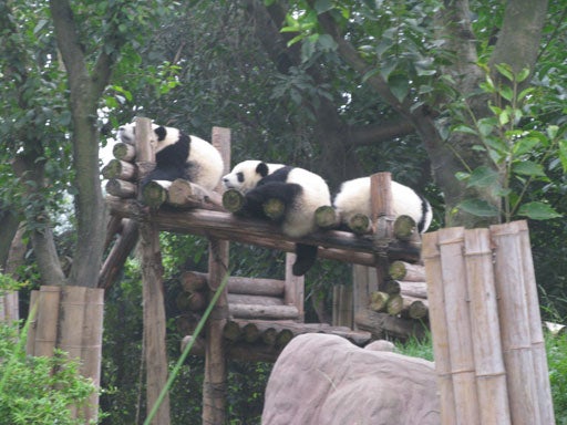 Inside a Panda Sanctuary