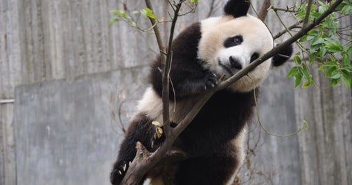 Inside a Panda Sanctuary