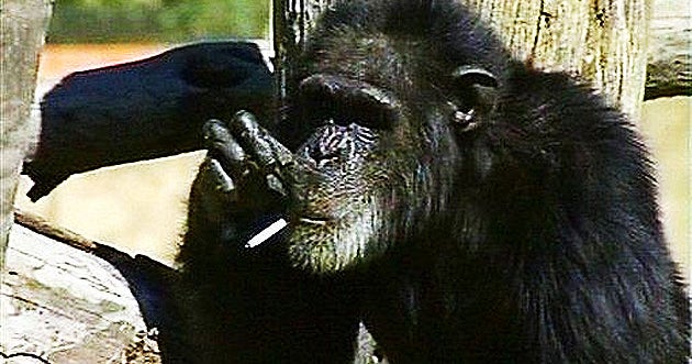 Charlie the Smoking Chimp Dies: What Killed Him? - CBS News