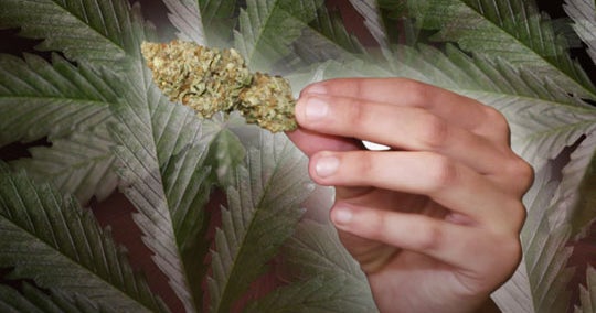 Fatal Car Crash Reveals Maryland Man's Indoor Pot Farm, Say Police ...