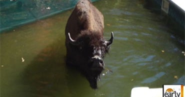 Buffalo in Pool; Rescue Caught on Tape - CBS News