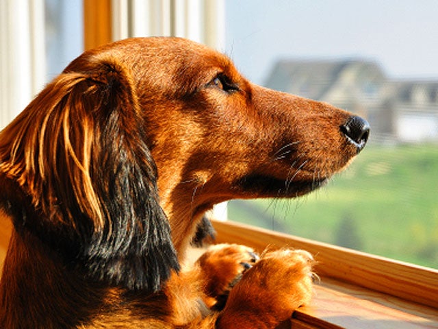 Is Your Dog Crazy? 15 Nutty Behaviors Explained