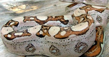 "Virgin Birth" Reported for Boa Constrictor - CBS News